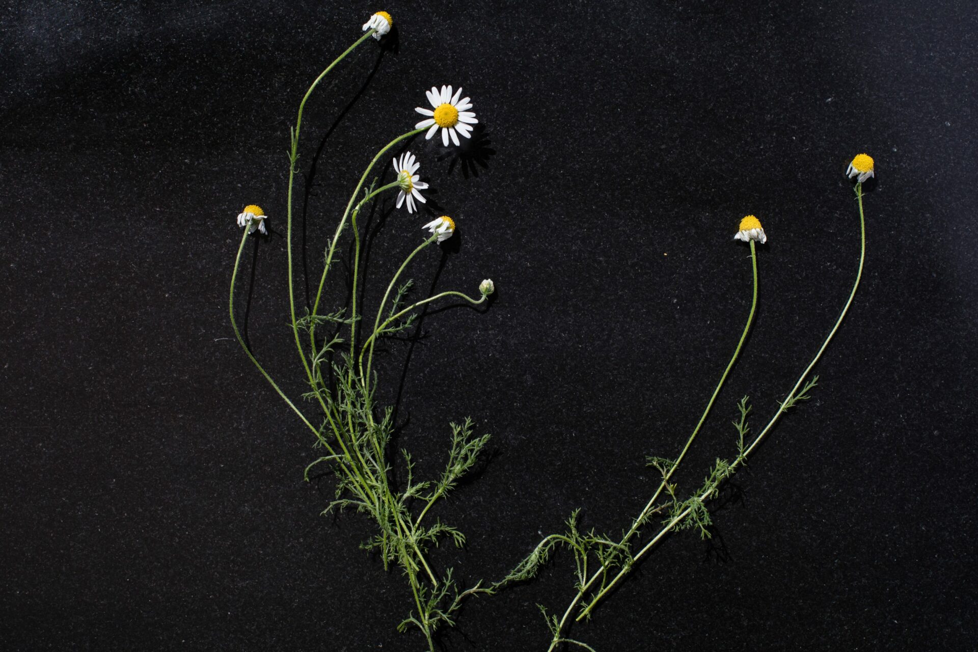 The Alchemist with Kate Poole - Jeanne Oliver